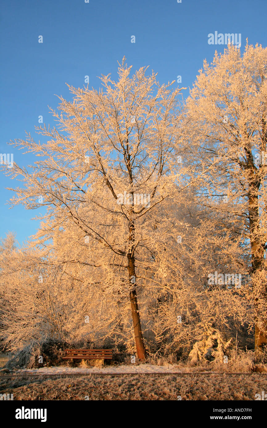 Trees in winter shining with golden early morning sunlight hi-res stock ...