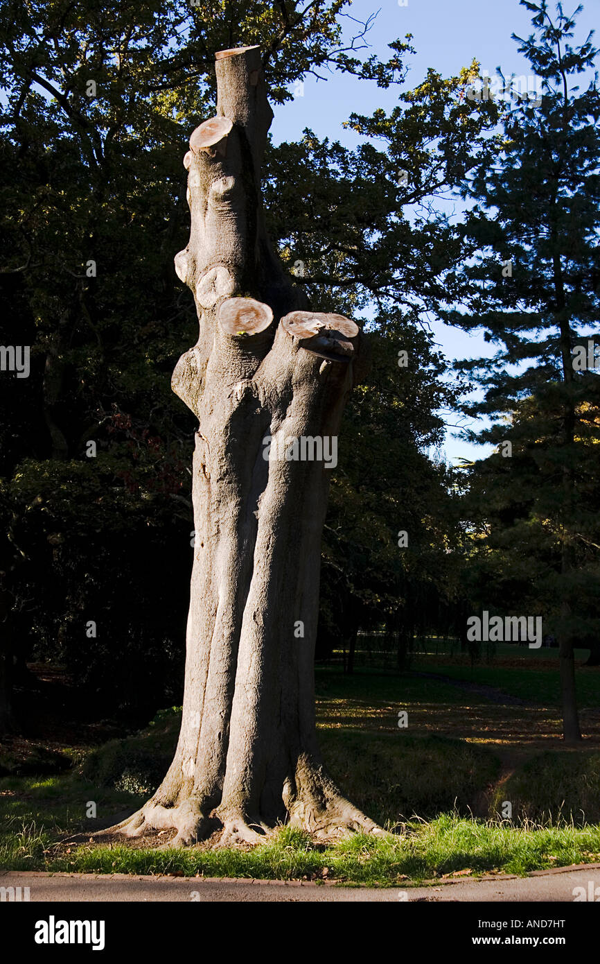 Diseased Tree Trunk High Resolution Stock Photography and Images - Alamy