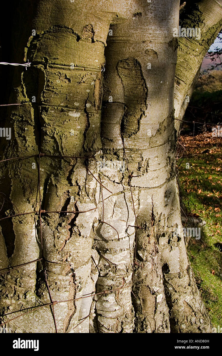 tree trunk scarred by old fence wire on Carn y Gorfydd circular walk ...