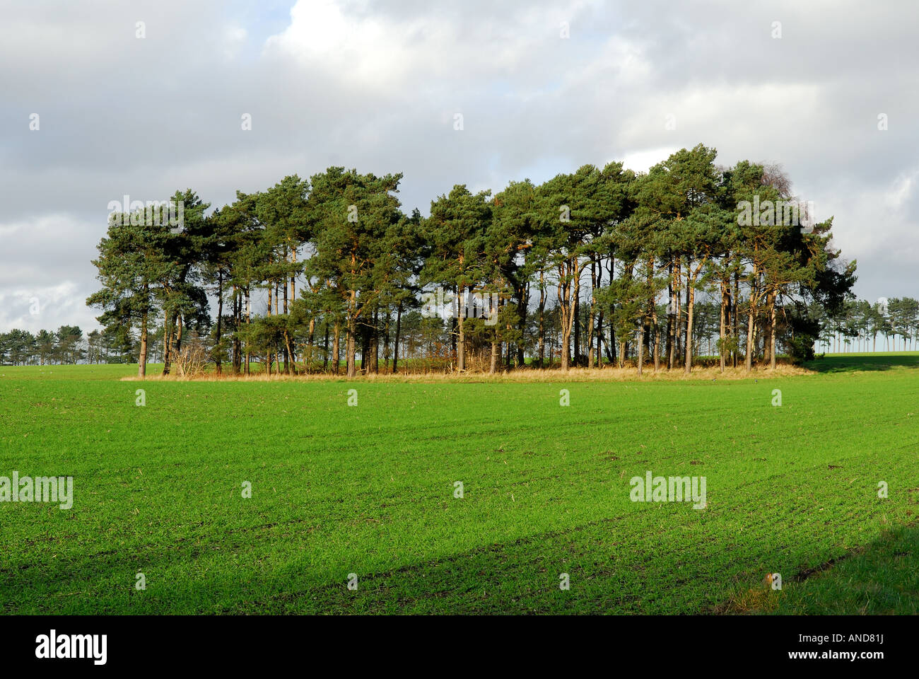 Intensive hunting hi-res stock photography and images - Alamy