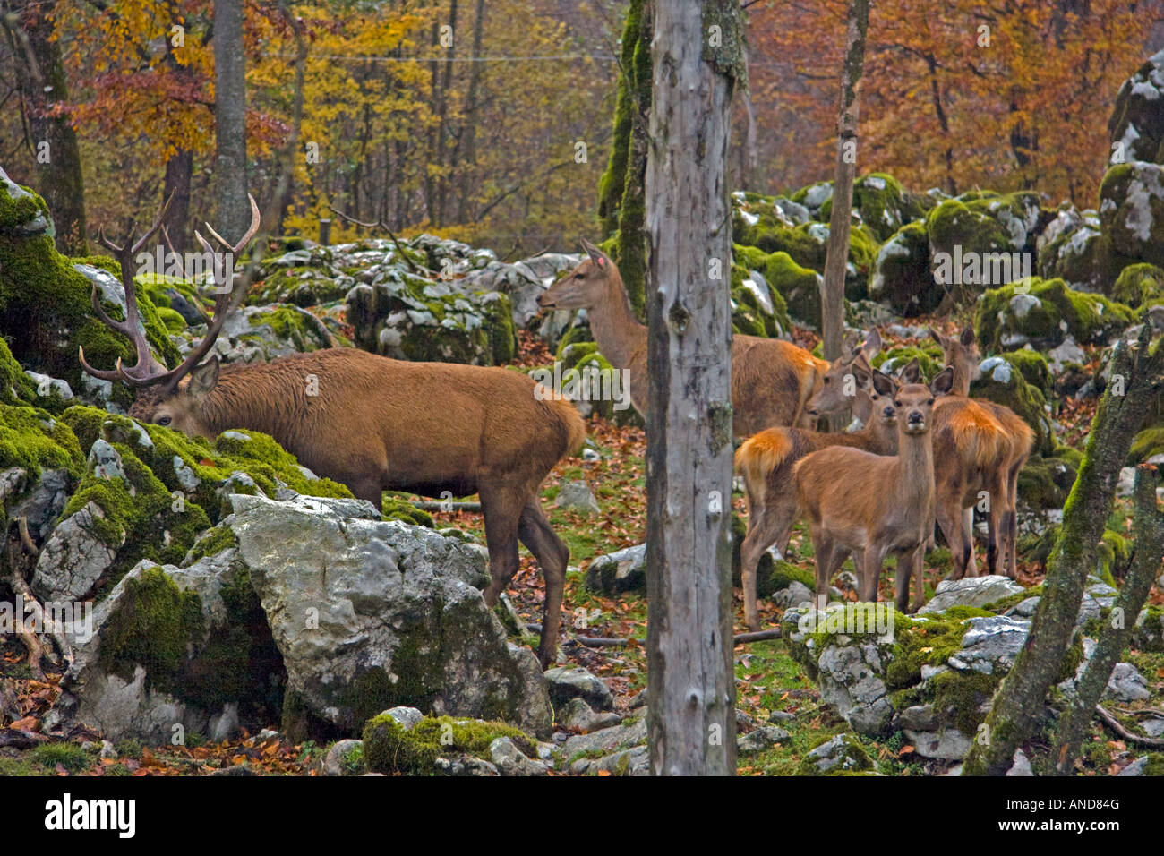 Stag and fawn hi-res stock photography and images - Alamy