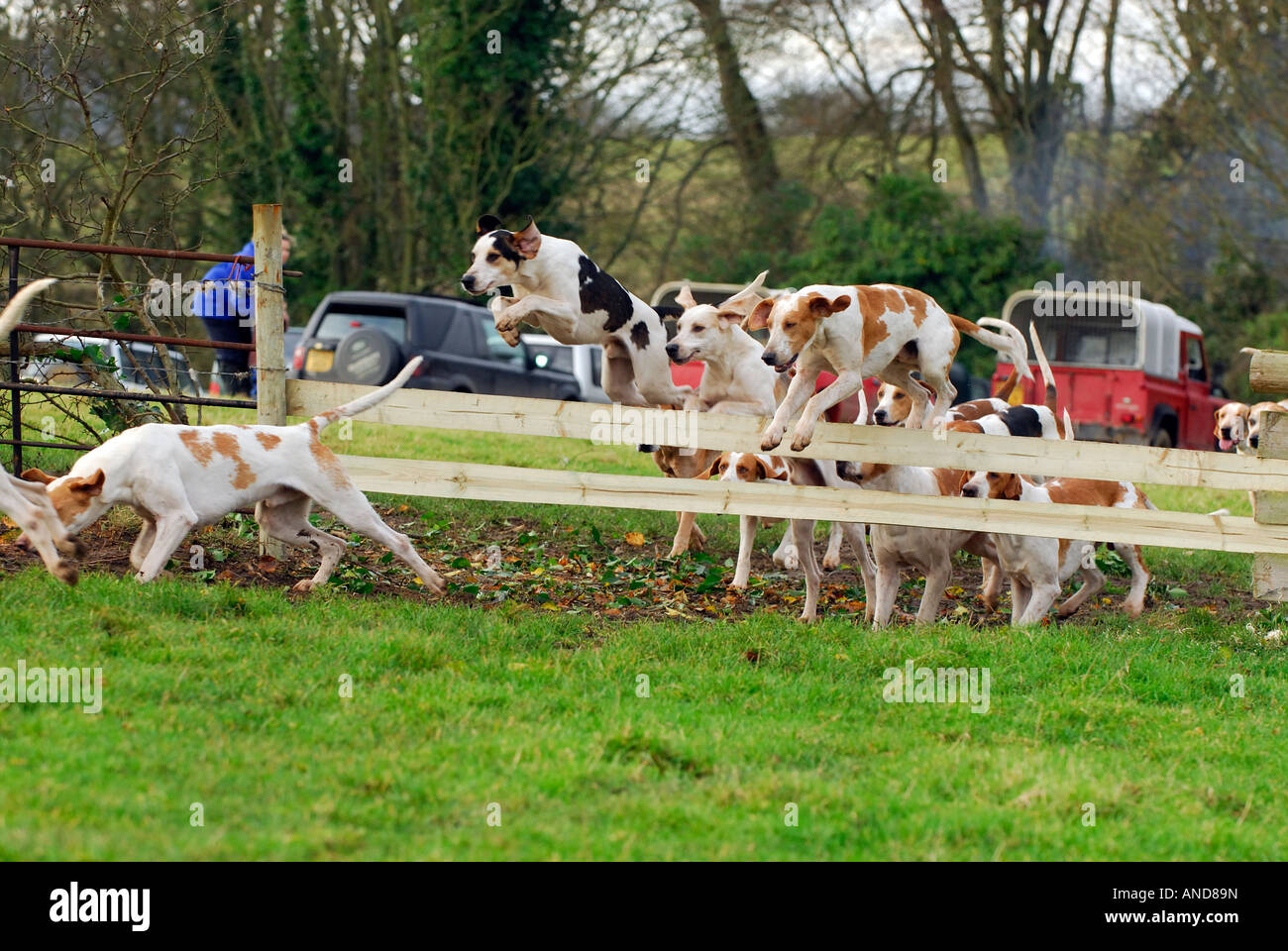 hunting with dogs fox hunting with hounds and horses outlawed banned ...