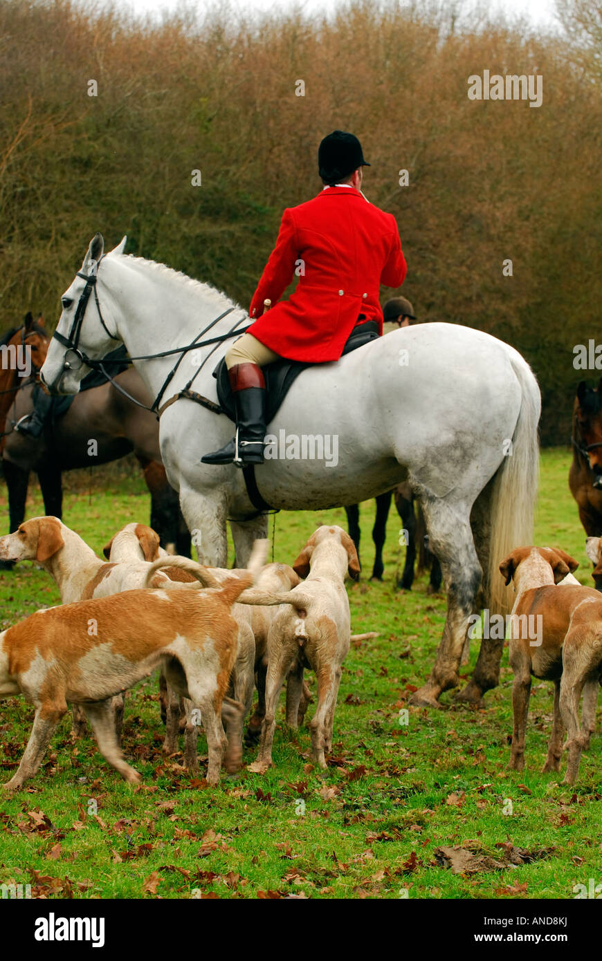 hunting with dogs fox hunting with hounds and horses outlawed banned ...