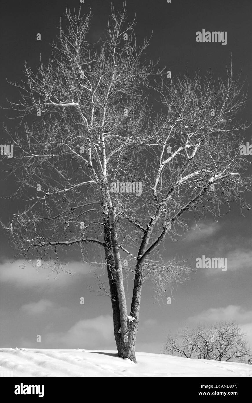 Bottom part of tree hi-res stock photography and images - Alamy
