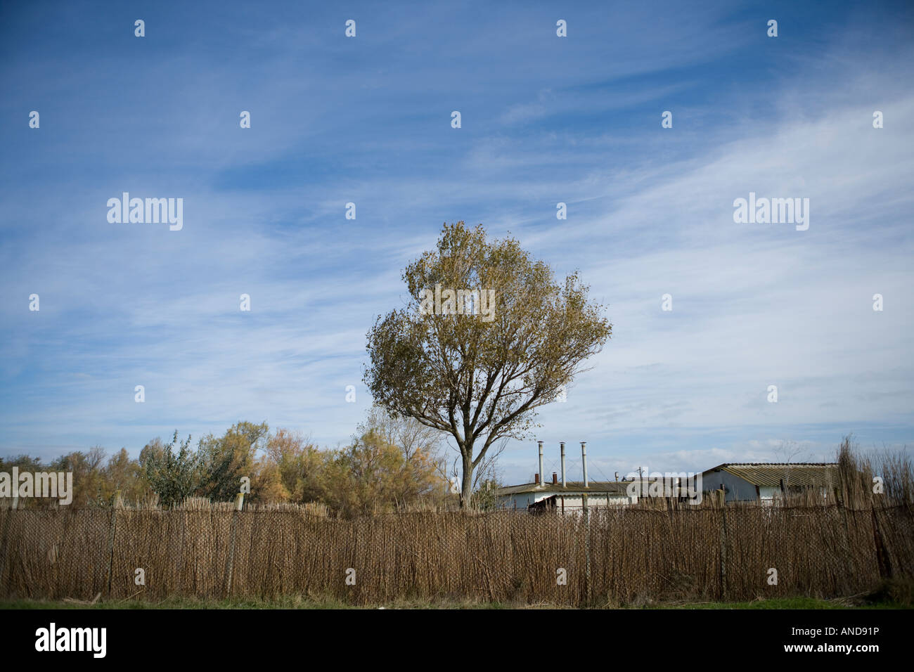 a tree behind a fence Stock Photo - Alamy