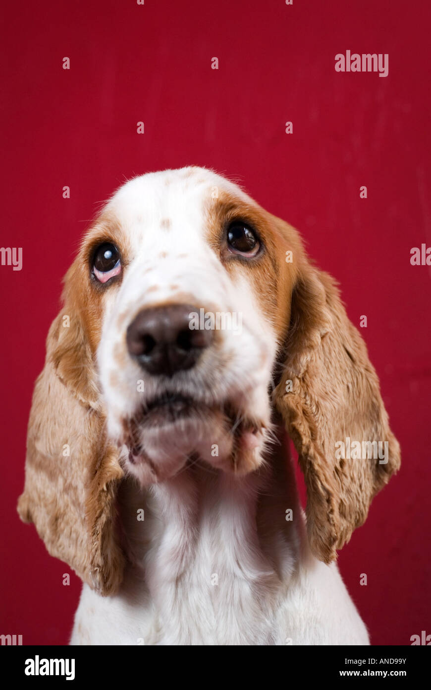 Purebred Cocker Spaniel. Red copy space over head, intentional slight ...