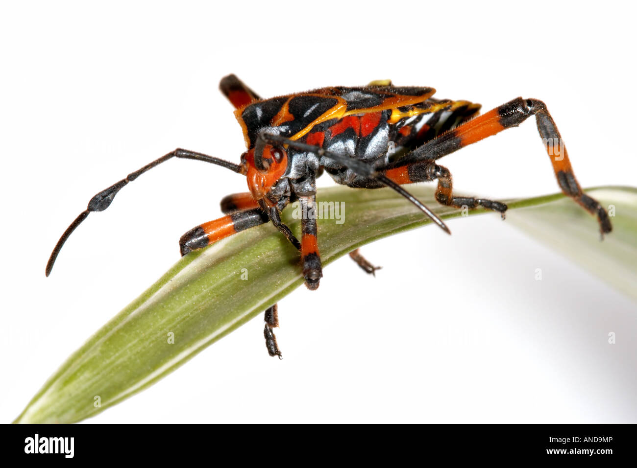 Curious beetle hi-res stock photography and images - Alamy