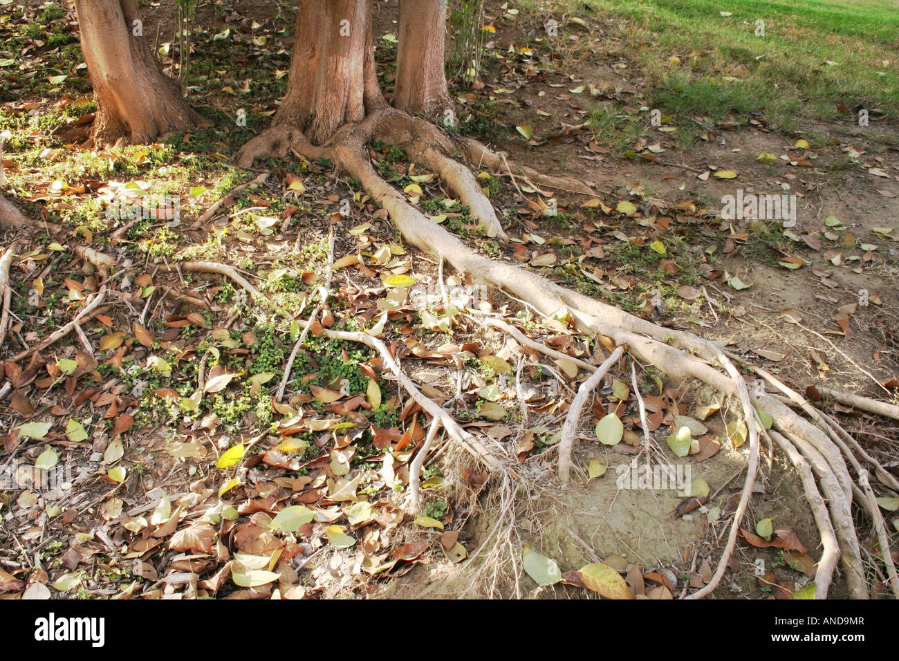 Exposed tree roots Stock Photo - Alamy