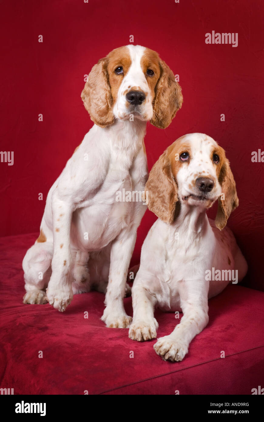 Funny faces of two intrigued Cocker Spaniels. Selective focus on the ...