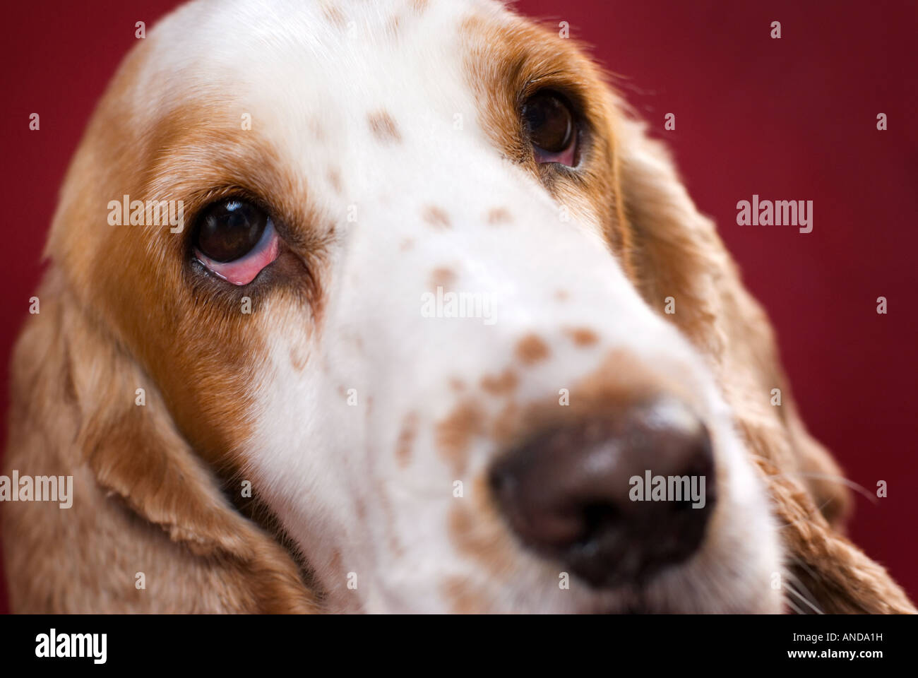 Dog eyes blood shot hi-res stock photography and images - Alamy