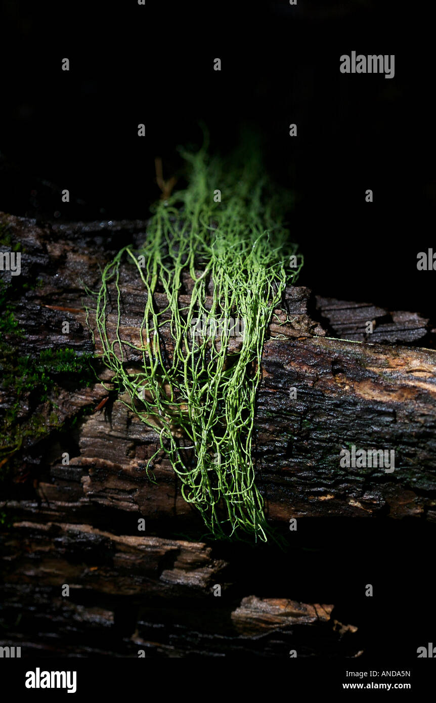 Green moss bryophyta hi-res stock photography and images - Alamy