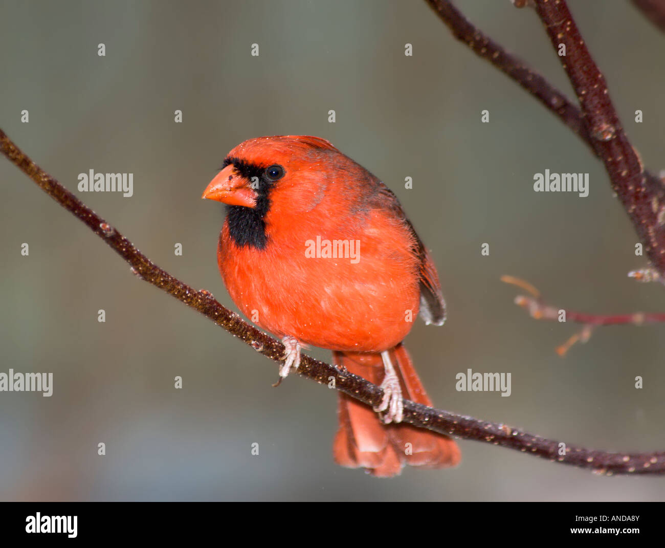 An icy male Northern Cardinal (Cardinalis cardinalis). Oklahoma, USA ...