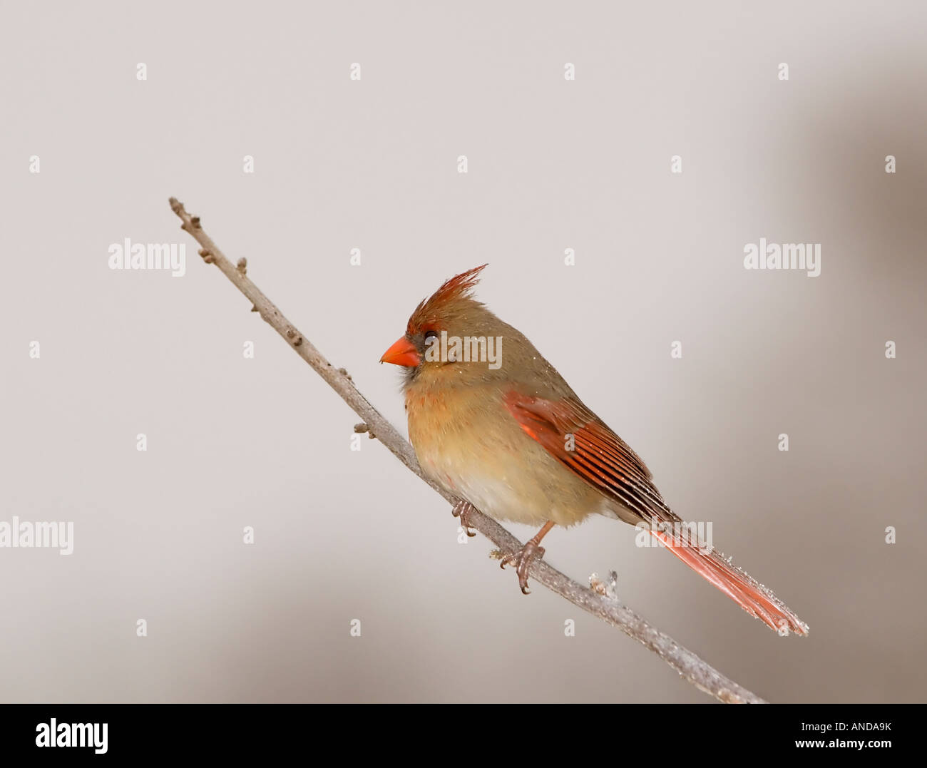 A female Northern Cardinal, Cardinalis cardinalis, is covered with ice ...