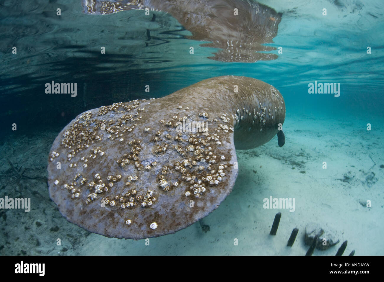 A Florida manatee (Trichechus manatus latirostris) swims in Crystal ...