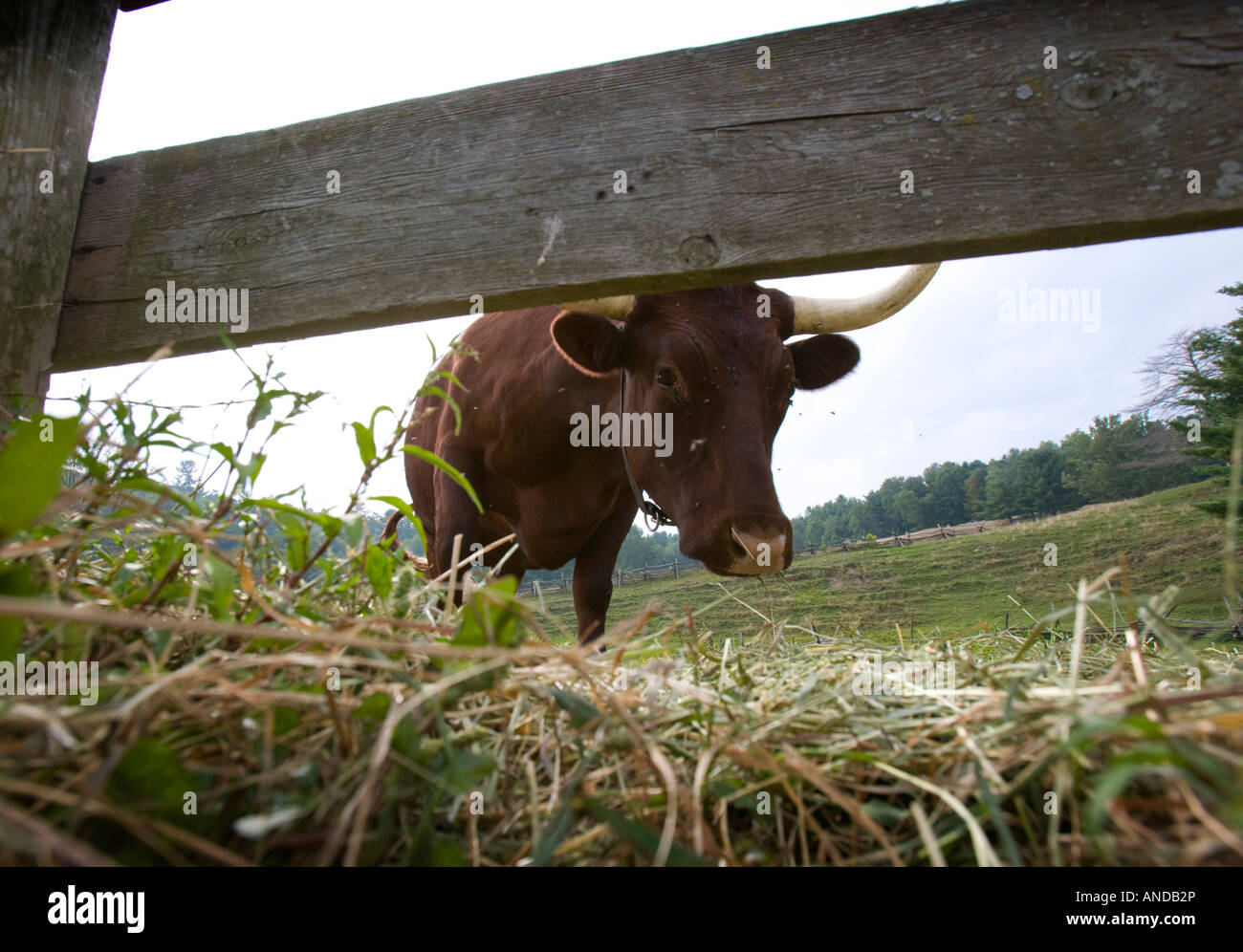 A bull eating hay Stock Photo - Alamy