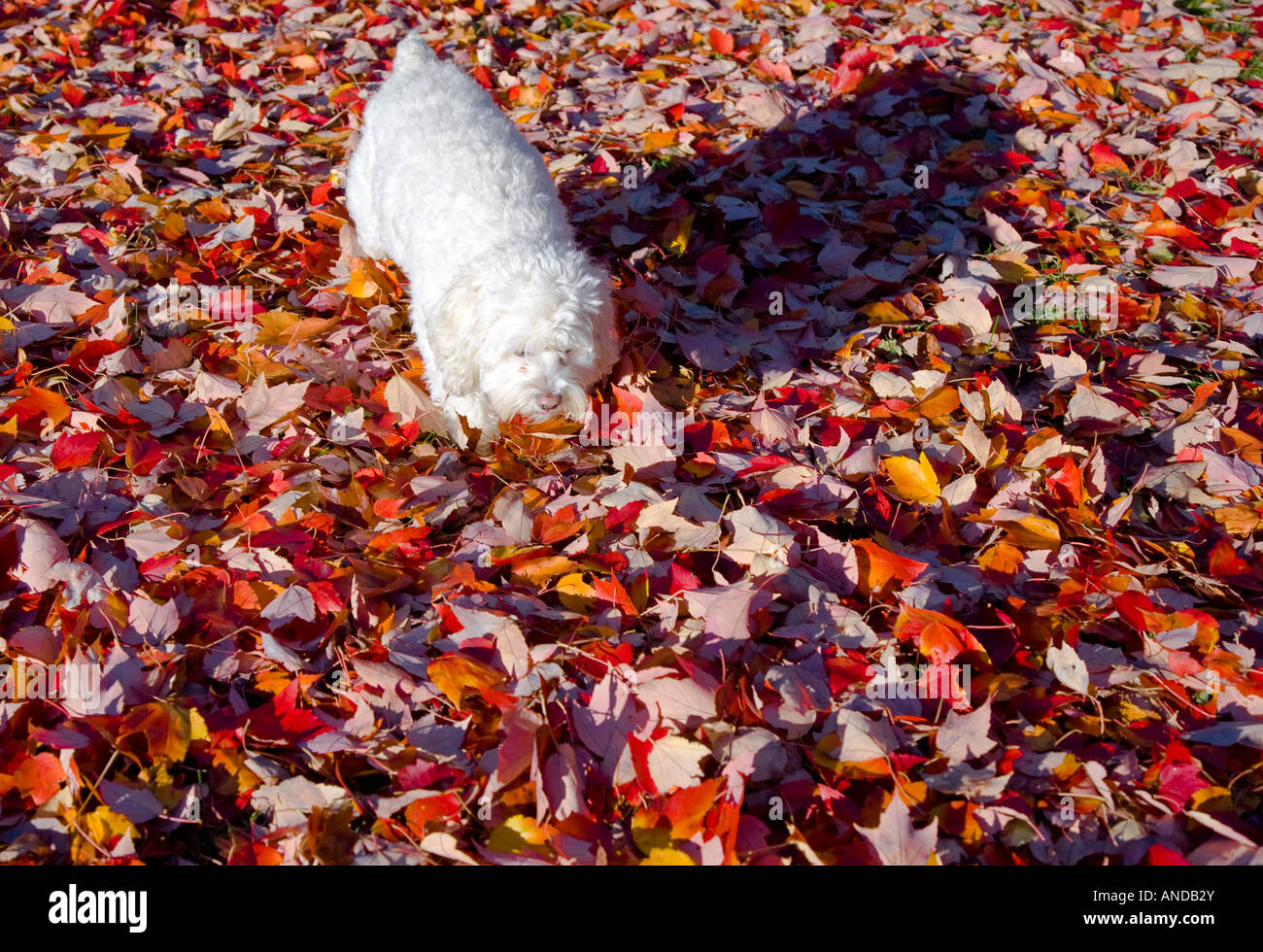 Autumn cockapoo dog hi-res stock photography and images - Alamy
