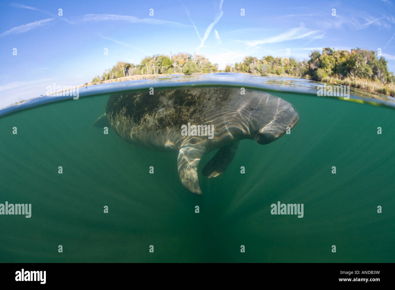 A Florida manatee (Trichechus manatus latirostris) swims in Crystal ...