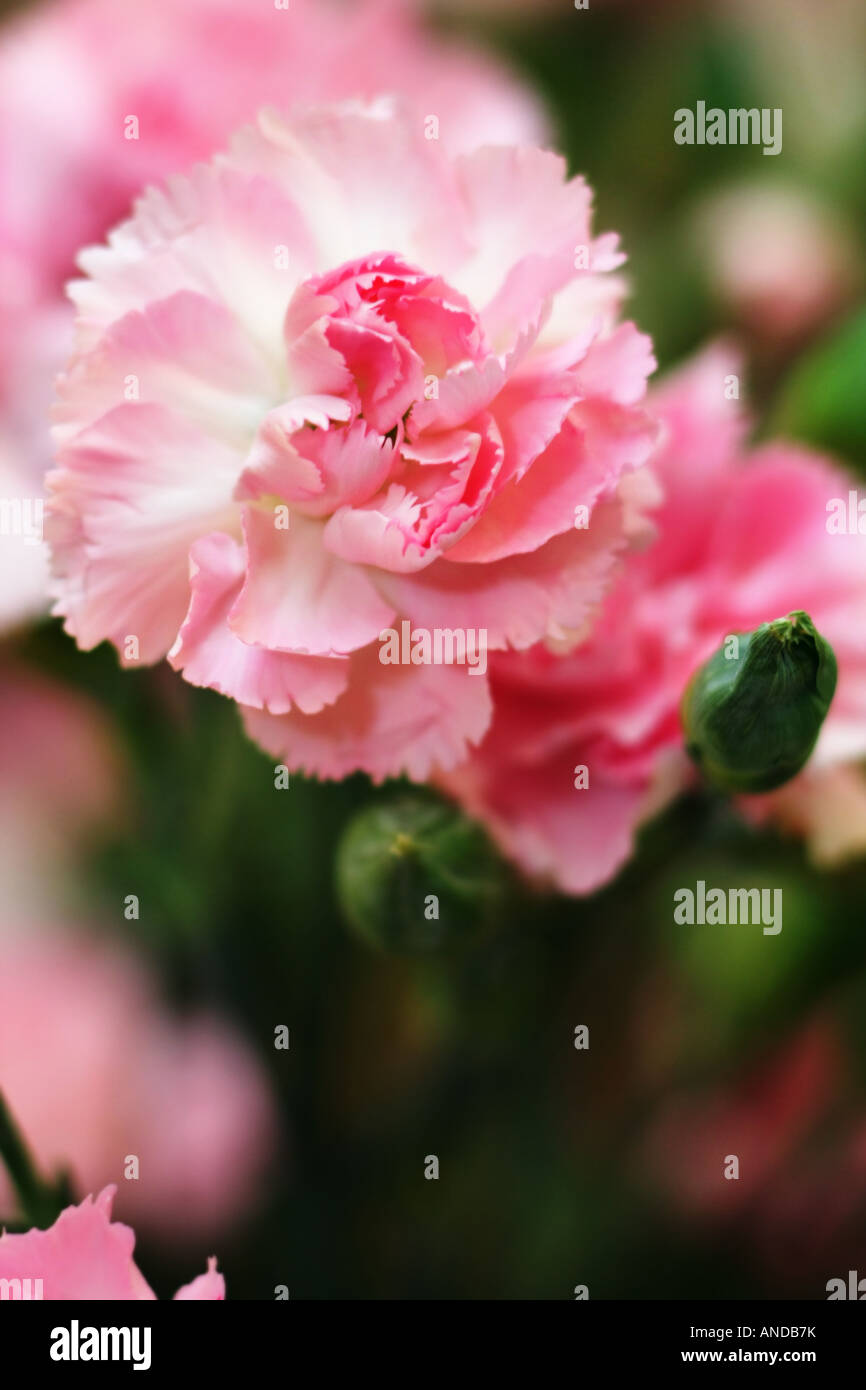Carnation art hi-res stock photography and images - Alamy