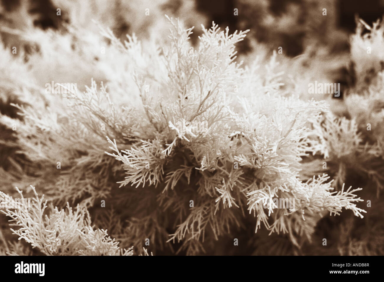White bush. Old photo style Stock Photo - Alamy