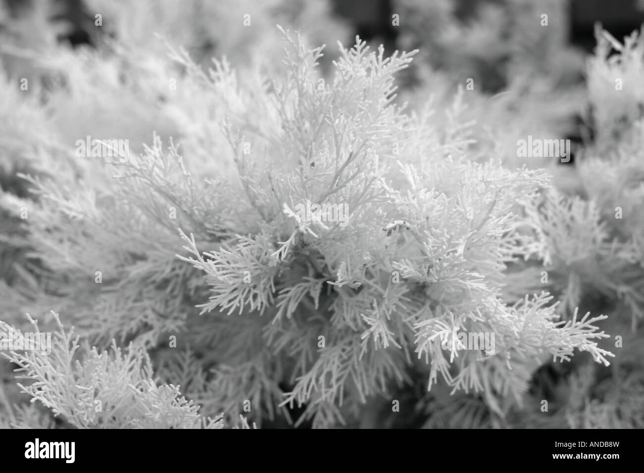 Dreammy hi-res stock photography and images - Alamy