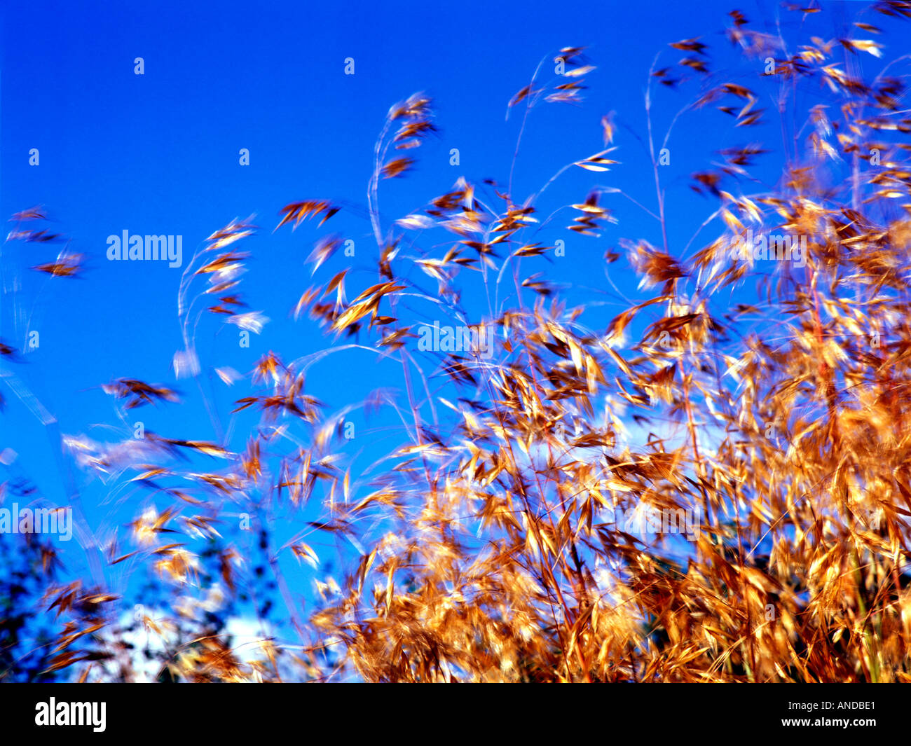 Stipa Gigantea Garden High Resolution Stock Photography and Images - Alamy