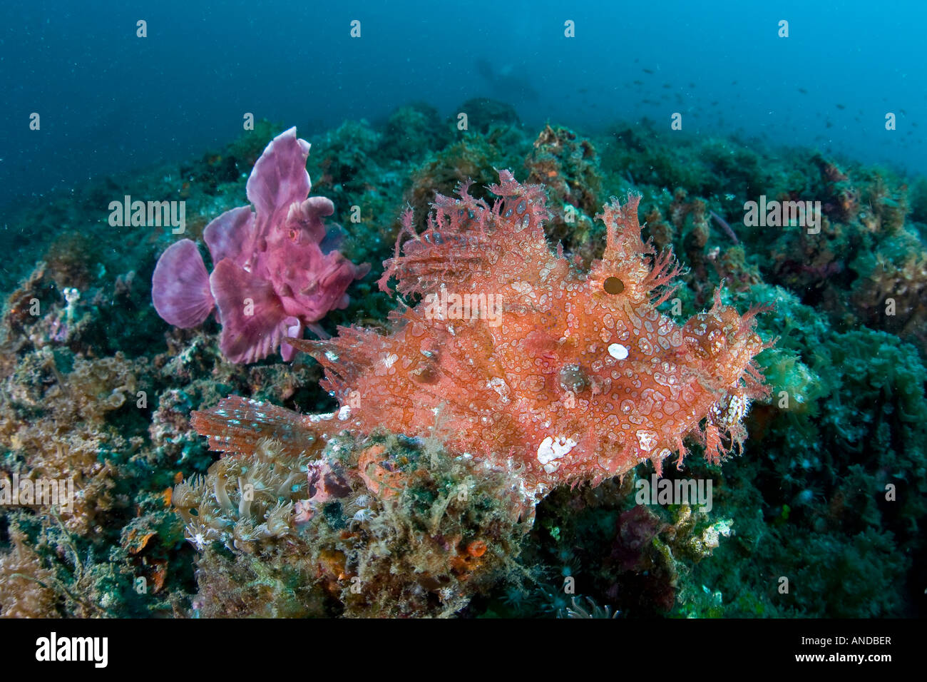 Lacey and Paddle flap Scorpionfish Rhinopias aphanes and R eschmeyeri ...