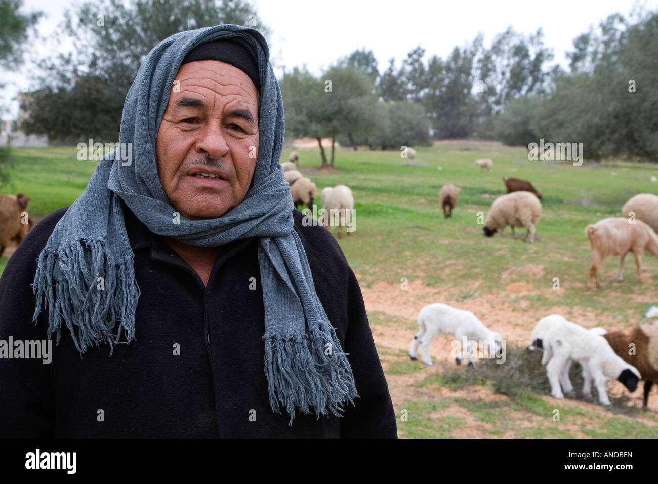 Tripoli, Libya. Shepherd Ali Muhammad and Sheep in Tripoli Suburbs ...