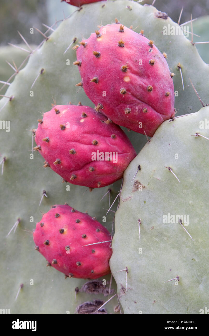 Tripoli, Libya. Prickly Pear Cactus Fruit Stock Photo - Alamy