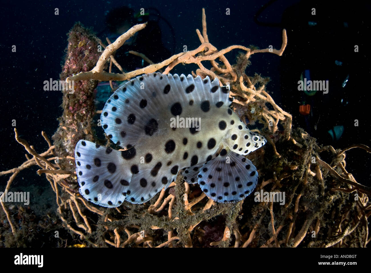 A juvenile Barramundi cod, Cromileptes altivelis, swims in Lembeh ...