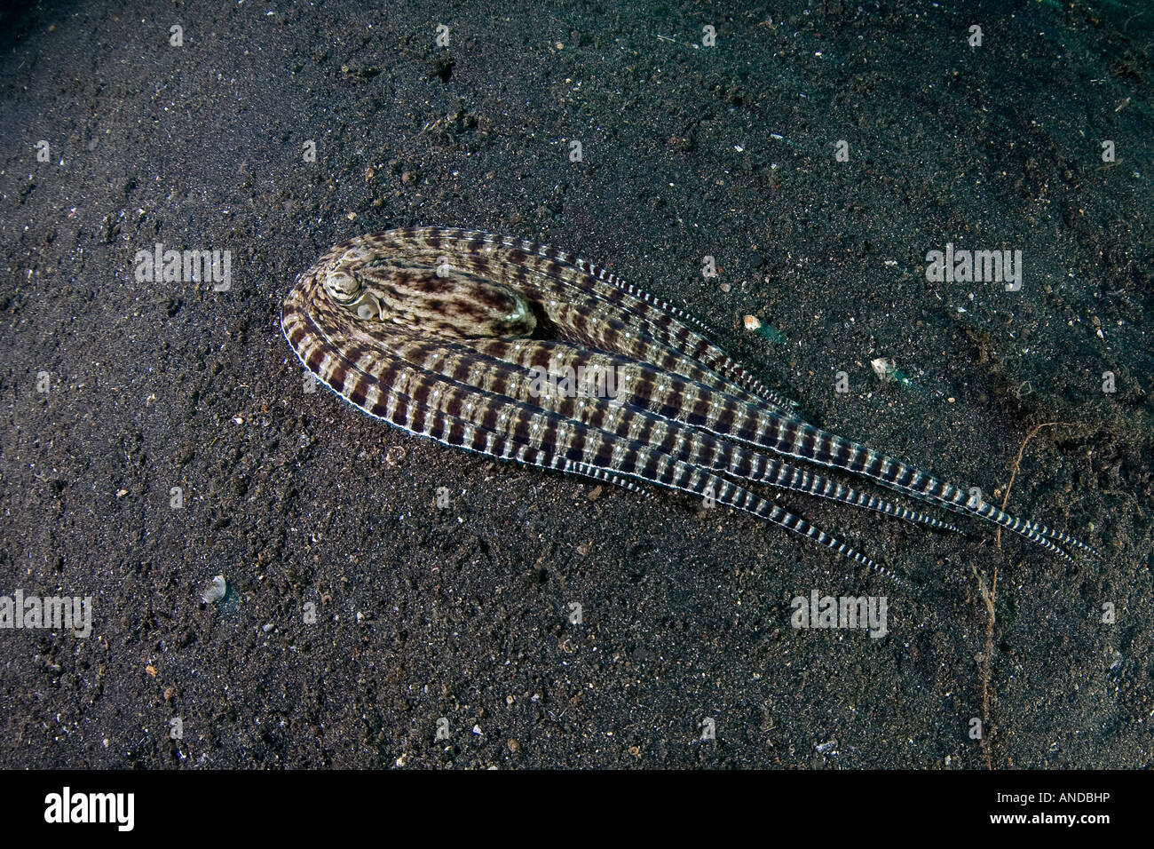 Mimic Octopus Transformation