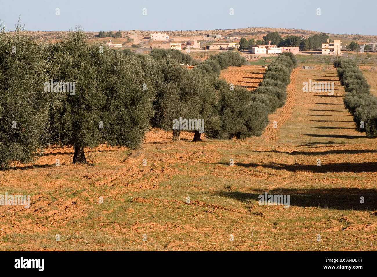 Near Tarhouna, Libya. Olive Trees, Rural Houses Stock Photo - Alamy