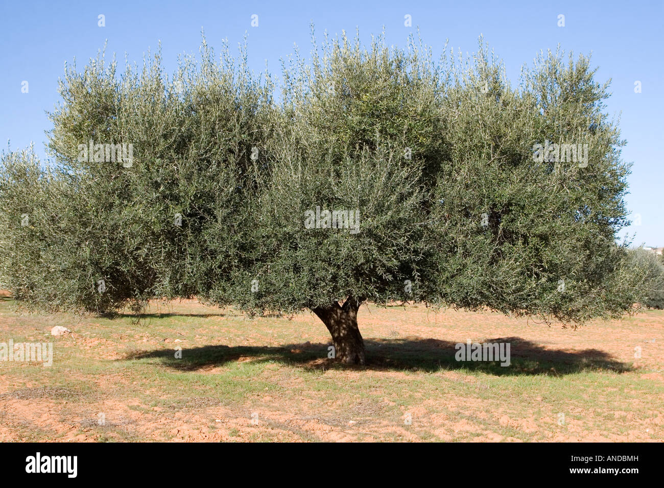 Tarhouna hi-res stock photography and images - Alamy