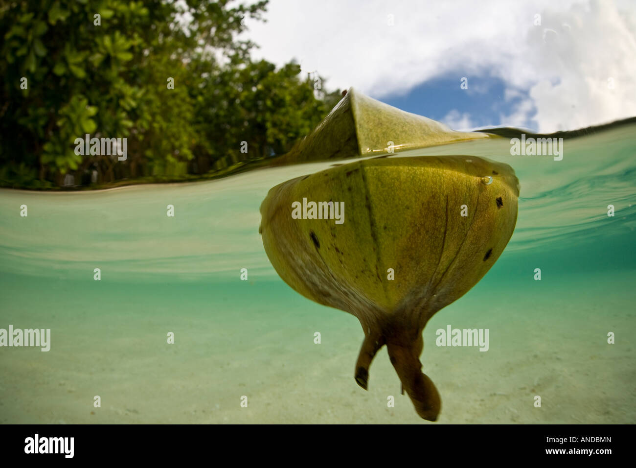Barringtonia fruit Barringtonia asiatica Raja Ampat Papua Indonesia ...