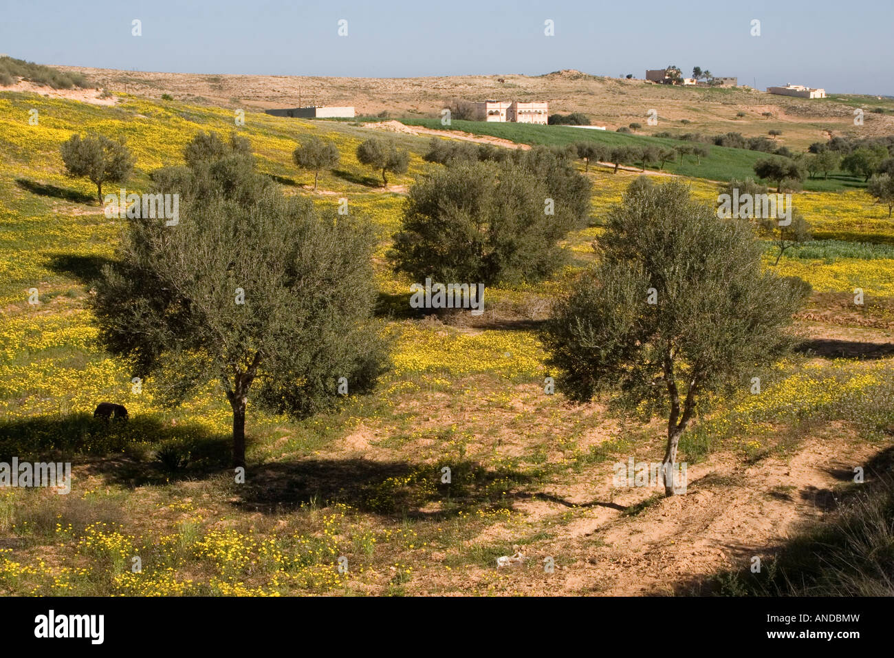 Young wild olive trees hi-res stock photography and images - Alamy