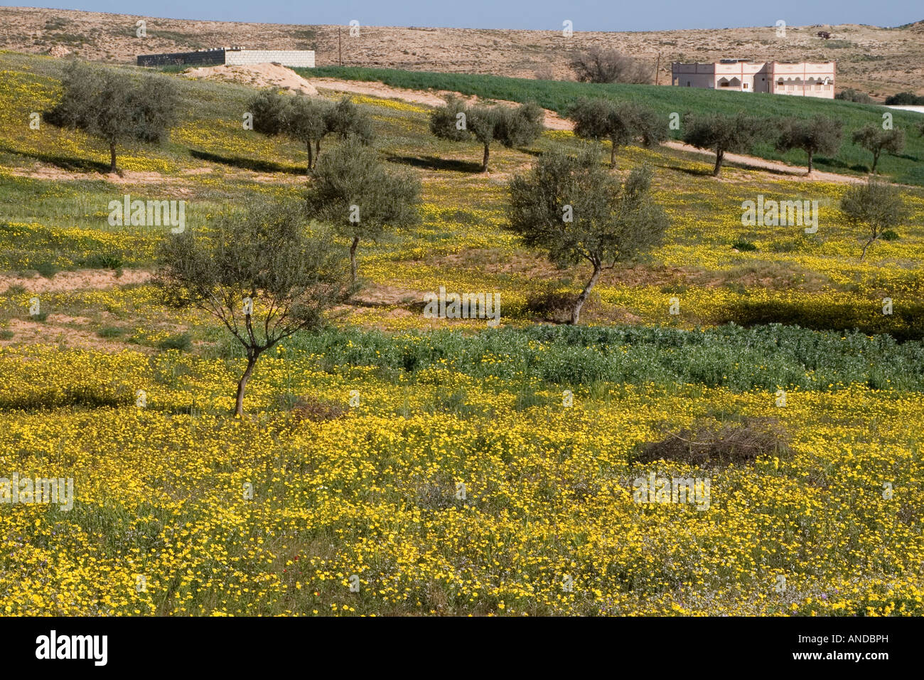 Near Tarhouna, Libya. Rural Scene Young Olive Trees Houses Wild Flowers Stock Photo - Alamy