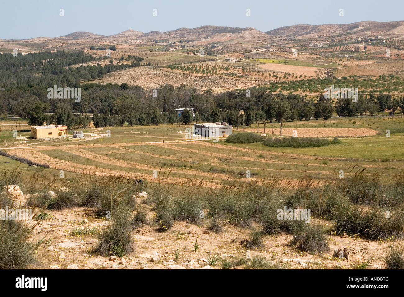 Sidi al Gharib near Tarhouna Libya Farms Countryside with Olive Trees ...