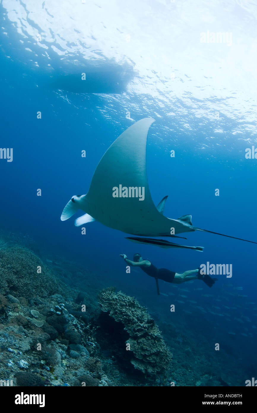 Reef manta ray mobula alfredi hi-res stock photography and images - Alamy