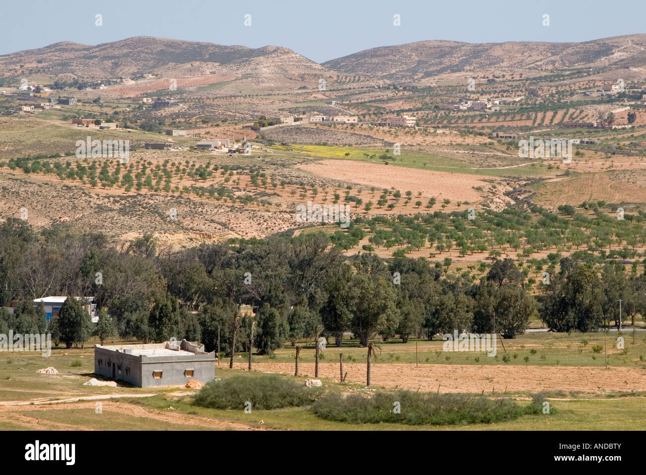 Sidi al Gharib near Tarhouna Libya Farms Countryside with Olive Trees ...