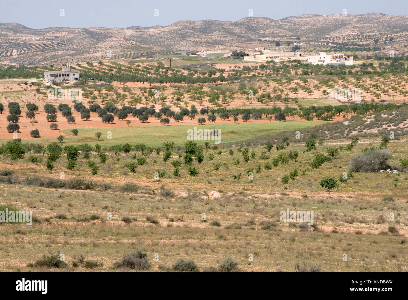 Sidi al Gharib near Tarhouna Libya Farms Countryside with Olive Trees ...