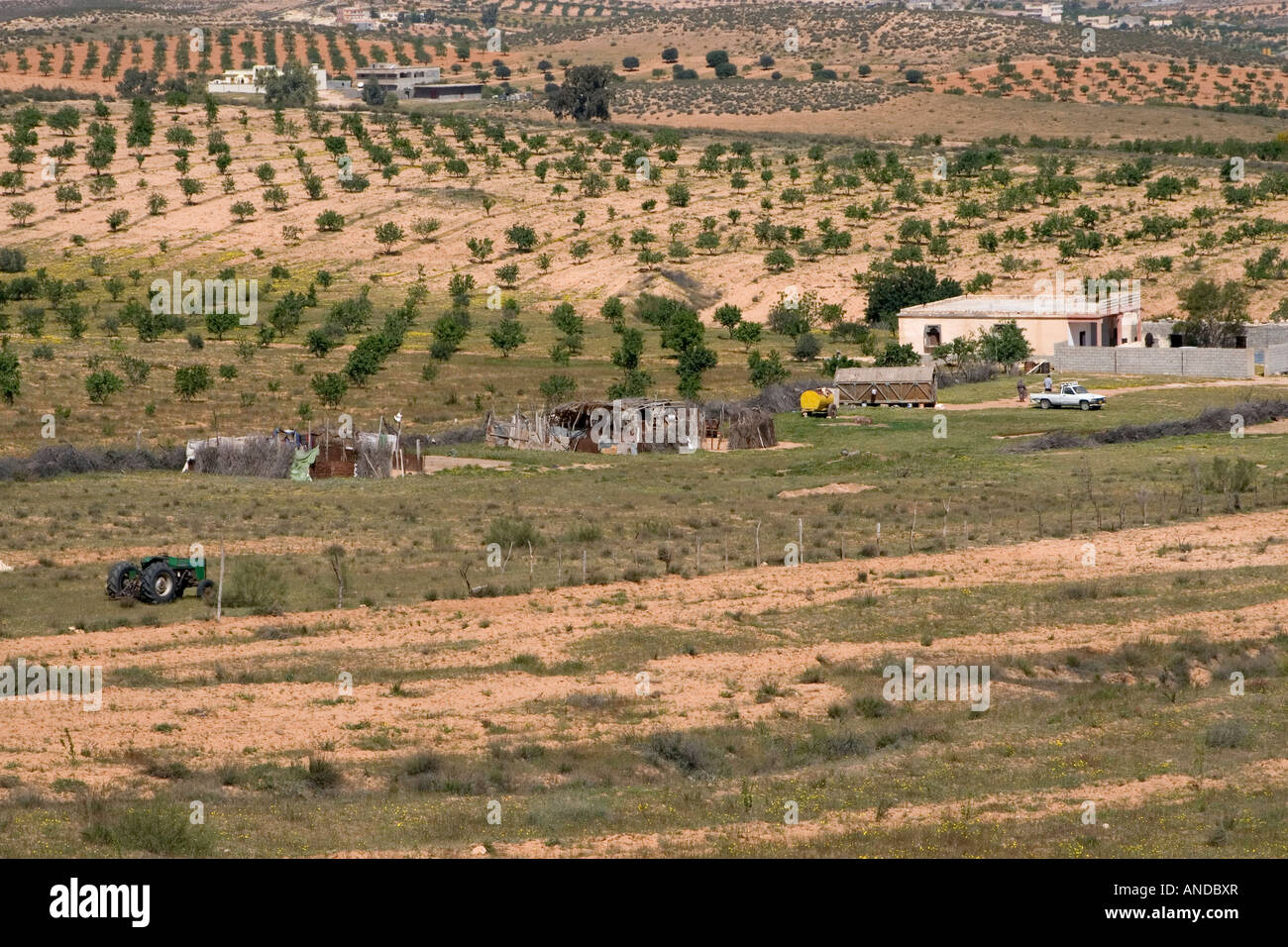 Sidi al-Gharib near Tarhouna, Libya. Farm with Olive Trees in Distance ...