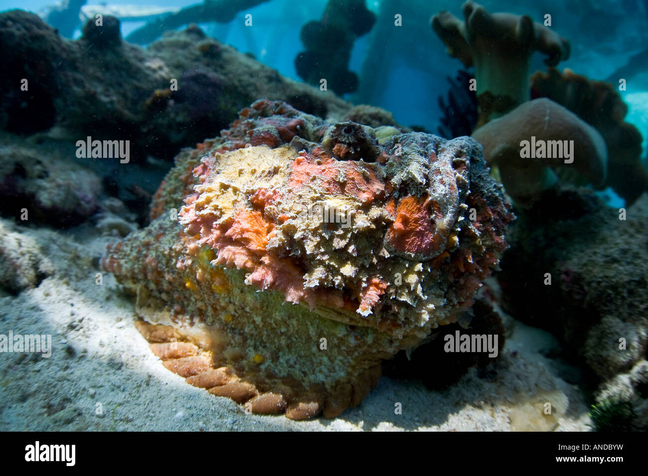 A Stonefish (Synanceia verrucosa) lies on the seafloor of Raja Ampat ...