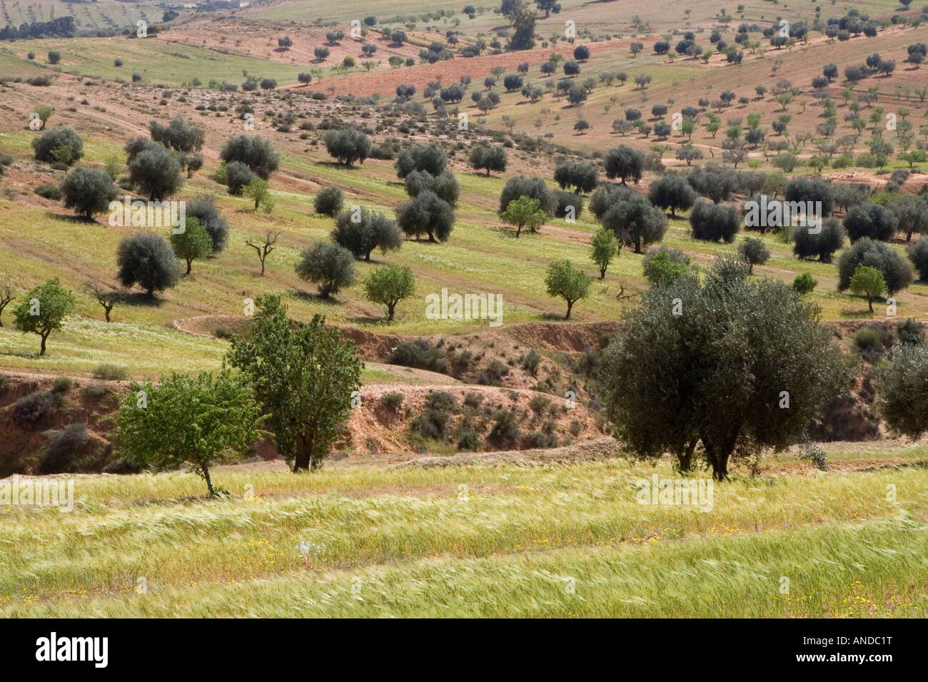 Al-Khadra nearTarhouna, Libya. Countryside with Olive Trees Stock Photo ...