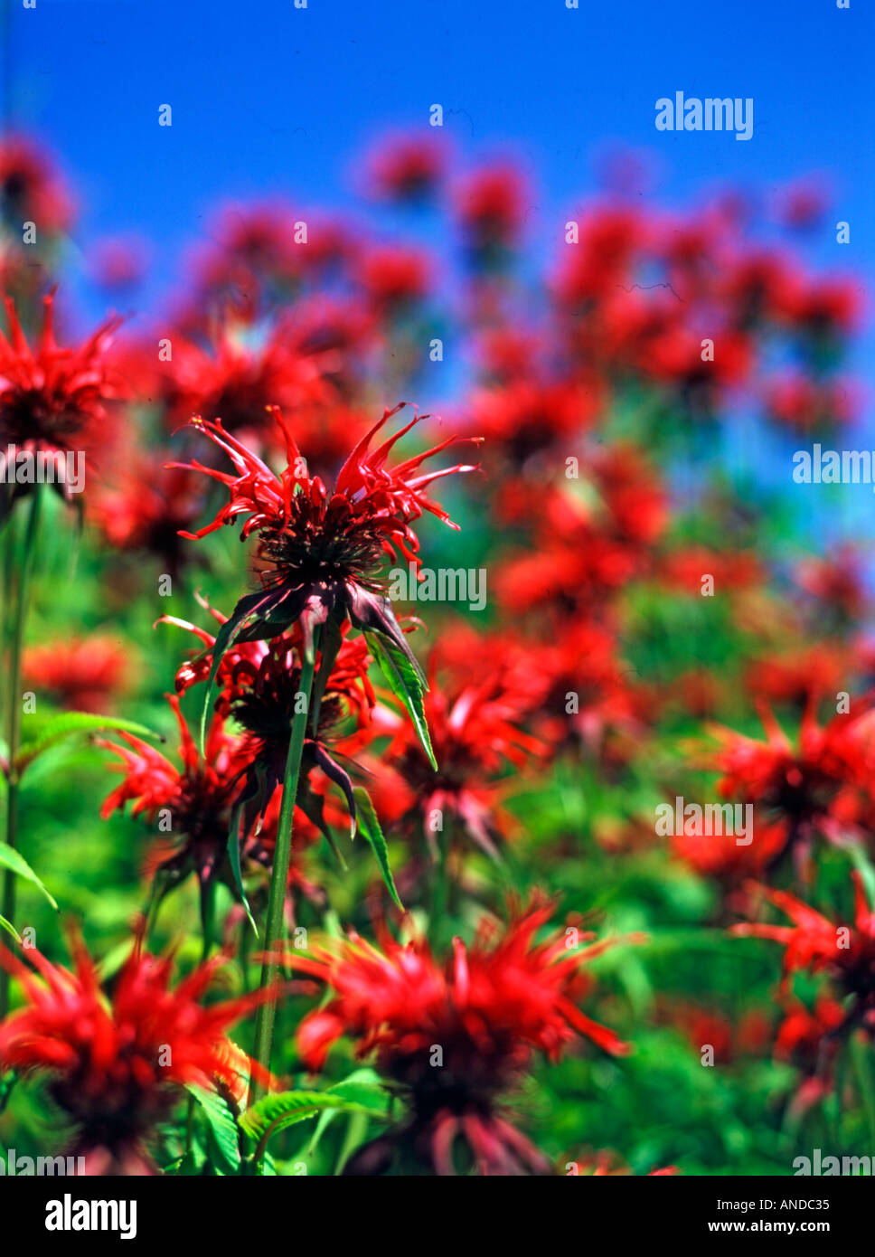 Monarda squaw hi-res stock photography and images - Alamy