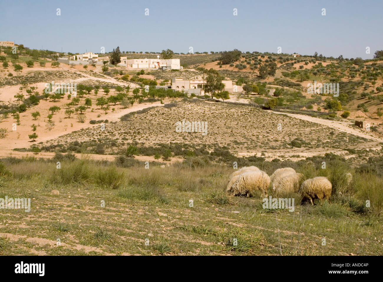 Near Tarhouna, Libya. Countryside Sheep Olive Trees Rural Houses Stock ...