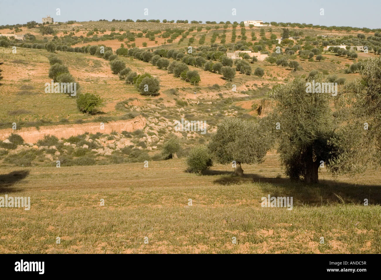 Near Tarhouna, Libya. Countryside with Olive Trees Stock Photo - Alamy