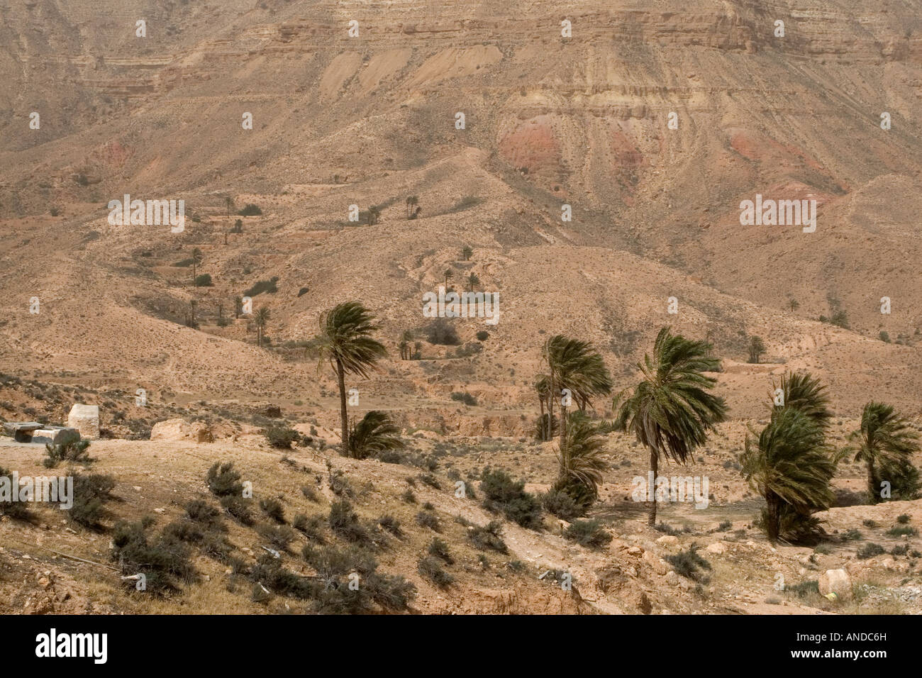 Jebel Nefusa, Libya. Landscape, Palm Trees, Terraces to Retard Water ...