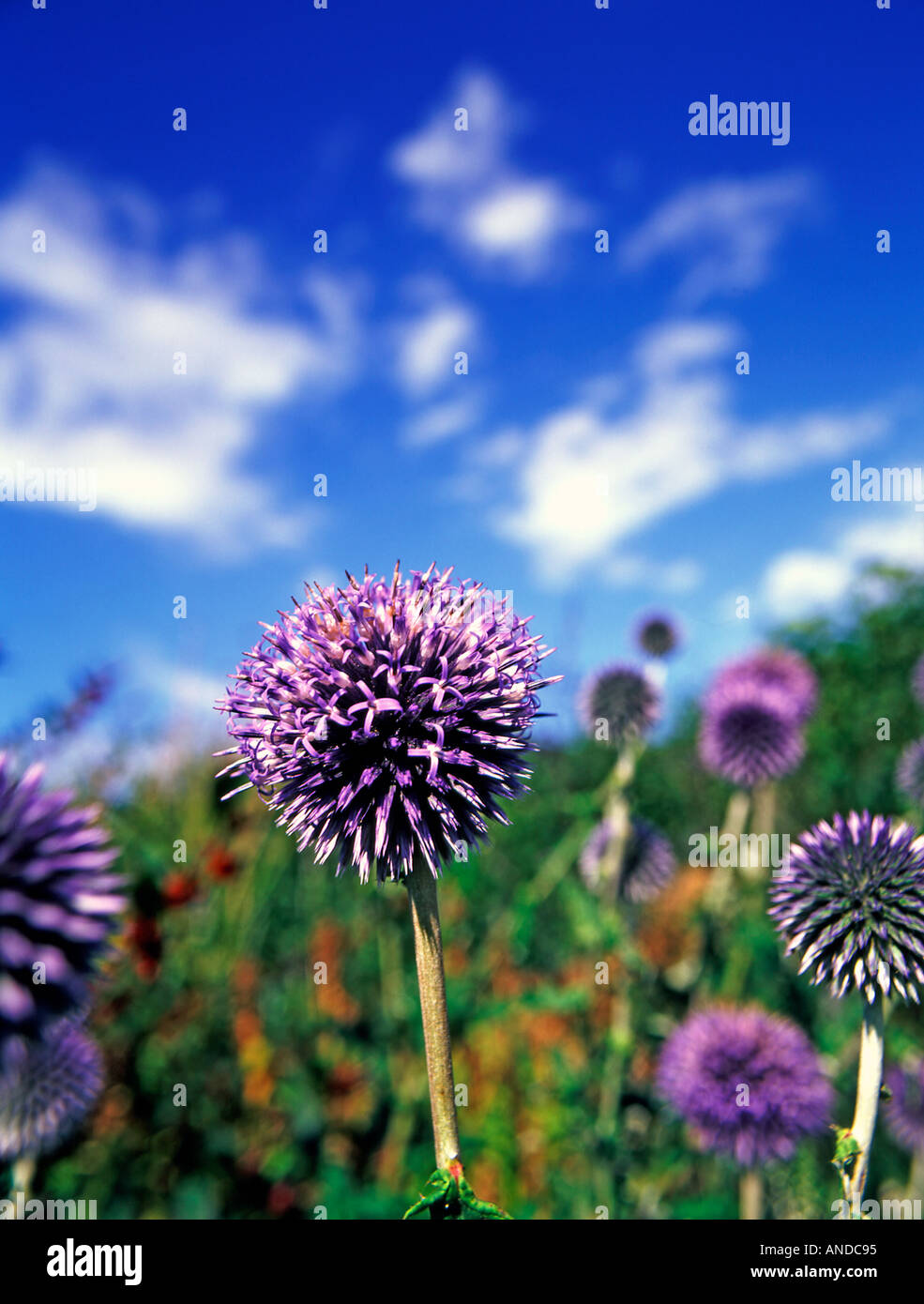 Echinops ritro not veitch hi-res stock photography and images - Alamy
