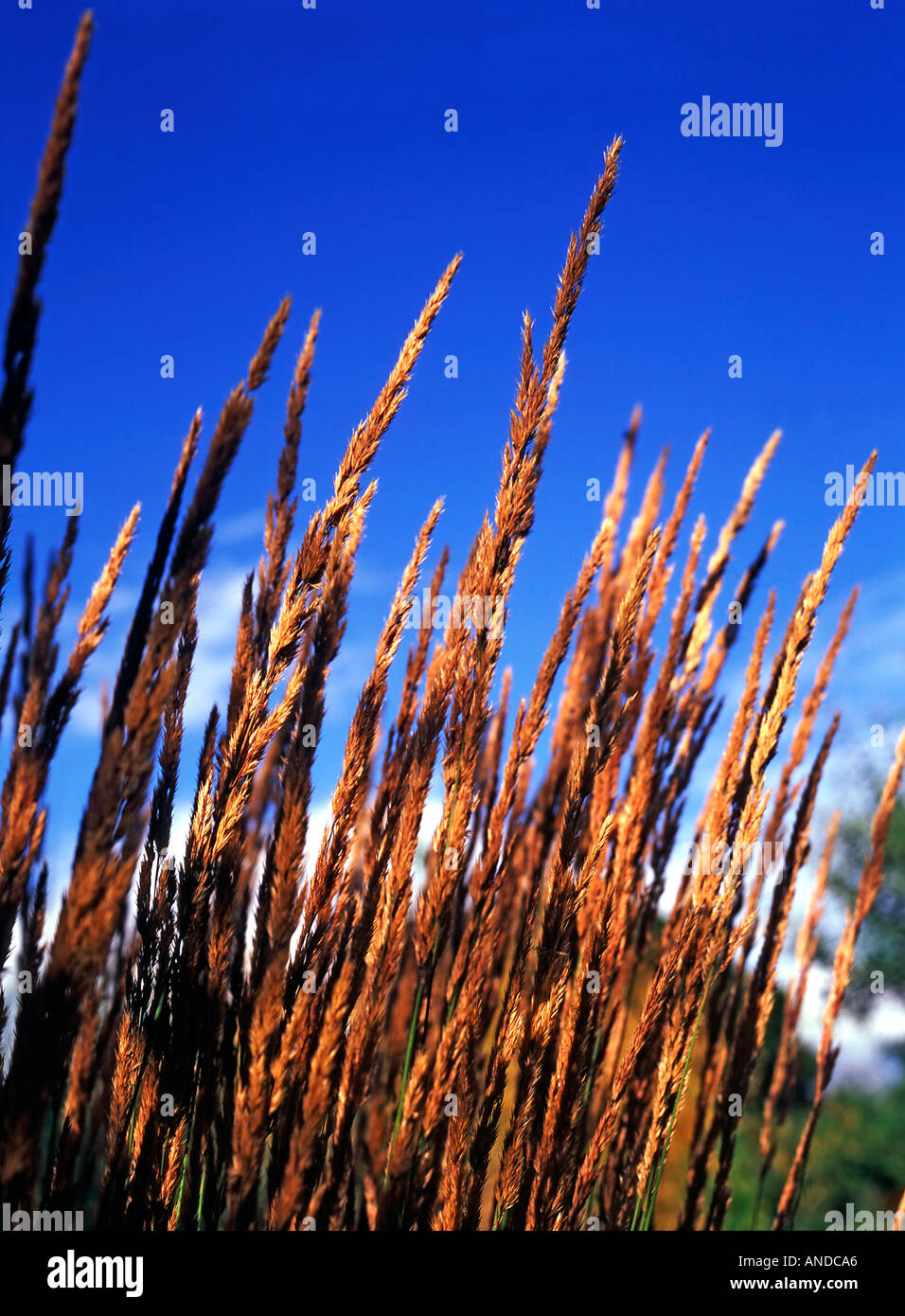 Karl forster grass hi-res stock photography and images - Alamy