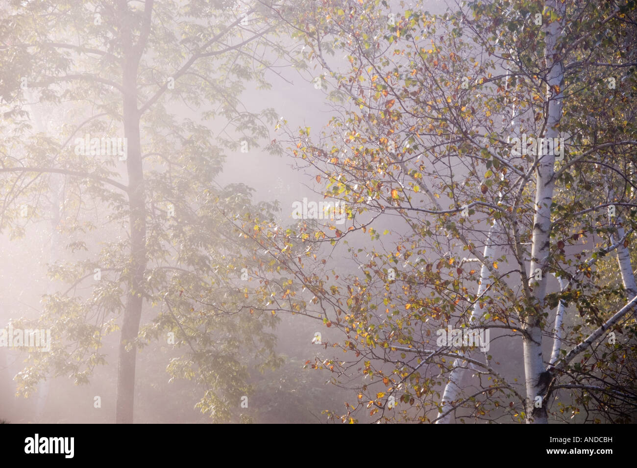 streaks of sunlight falling on birch trees through mist Stock Photo - Alamy