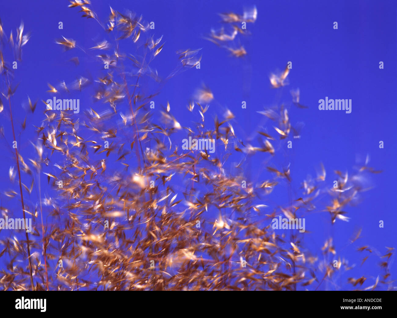 Stipa gigantea garden hi-res stock photography and images - Alamy